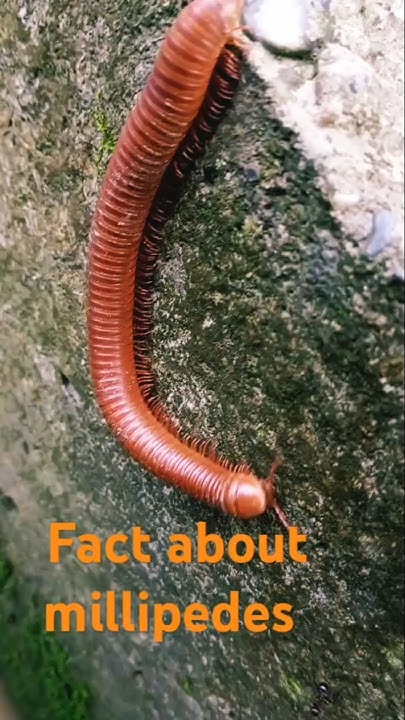 Facts about pet millipedes. #millipede #short - YouTube
