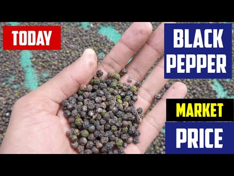 BLACK PEPPER INDIAN SPOT MARKET RATE TODAY 06 SEPTEMBER 2023 - YouTube