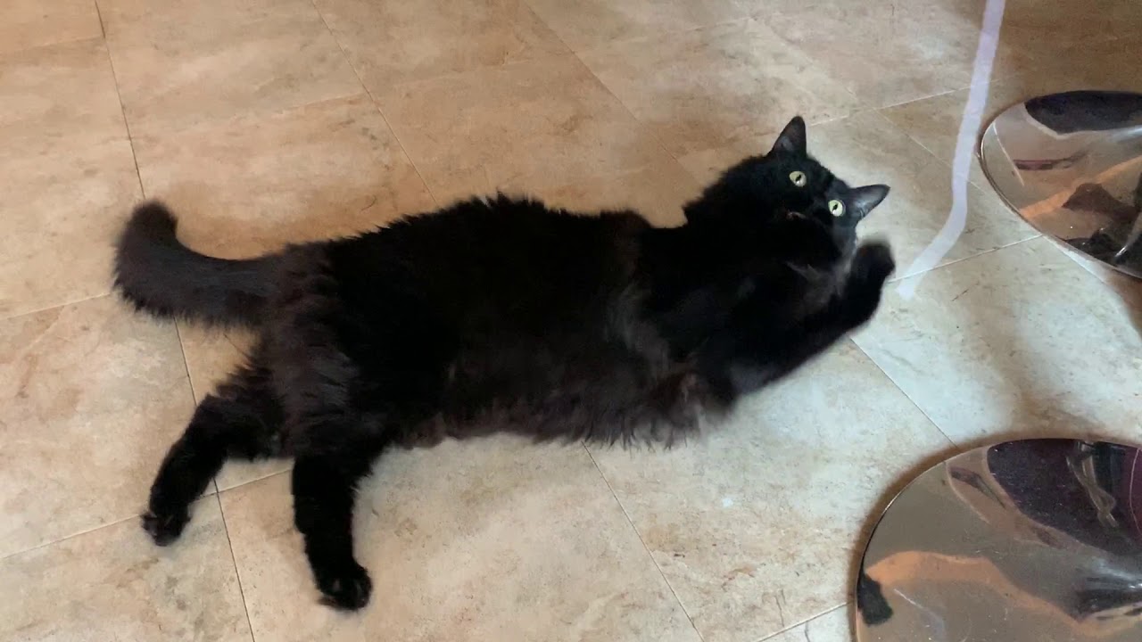 Martin The Cat - YouTube