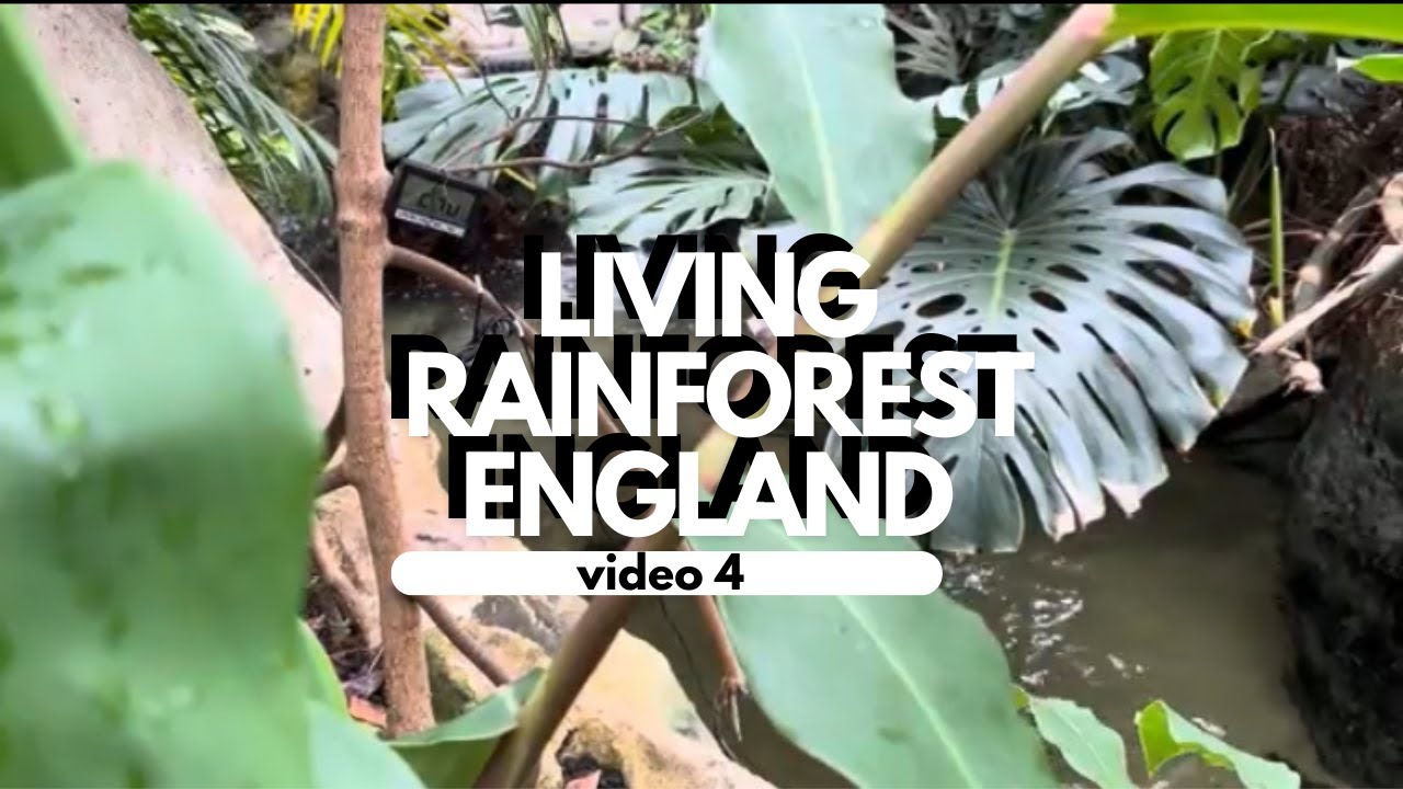 The Living Rainforest England (4) - YouTube