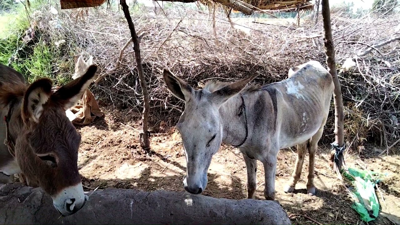 Donkey farm at village - YouTube