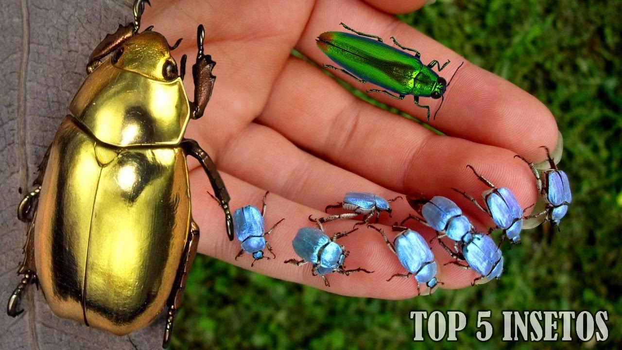 Os INSETOS MAIS BONITOS do MUNDO - Top 5 - YouTube
