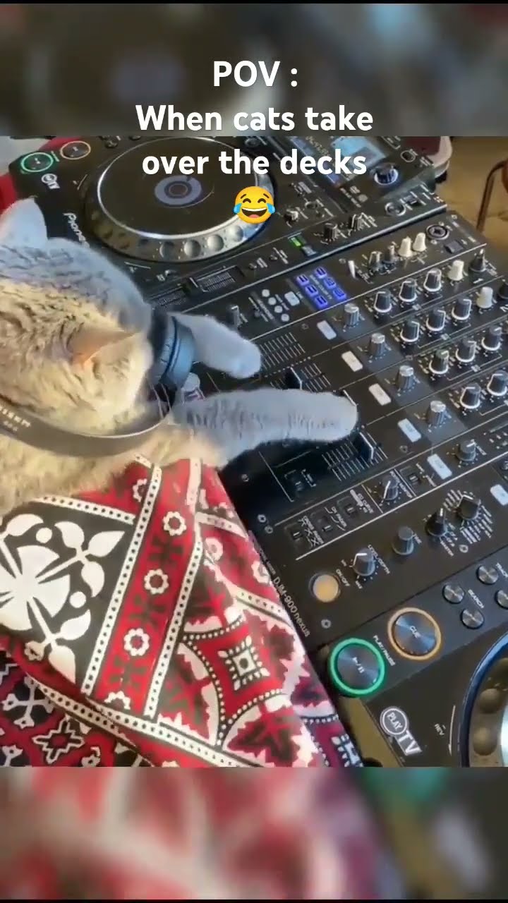 Adorable DJ , When cats take over the decks !! #shortvideo #catshorts # ...