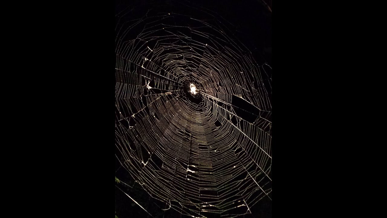 Spider taking down web-Must See - YouTube