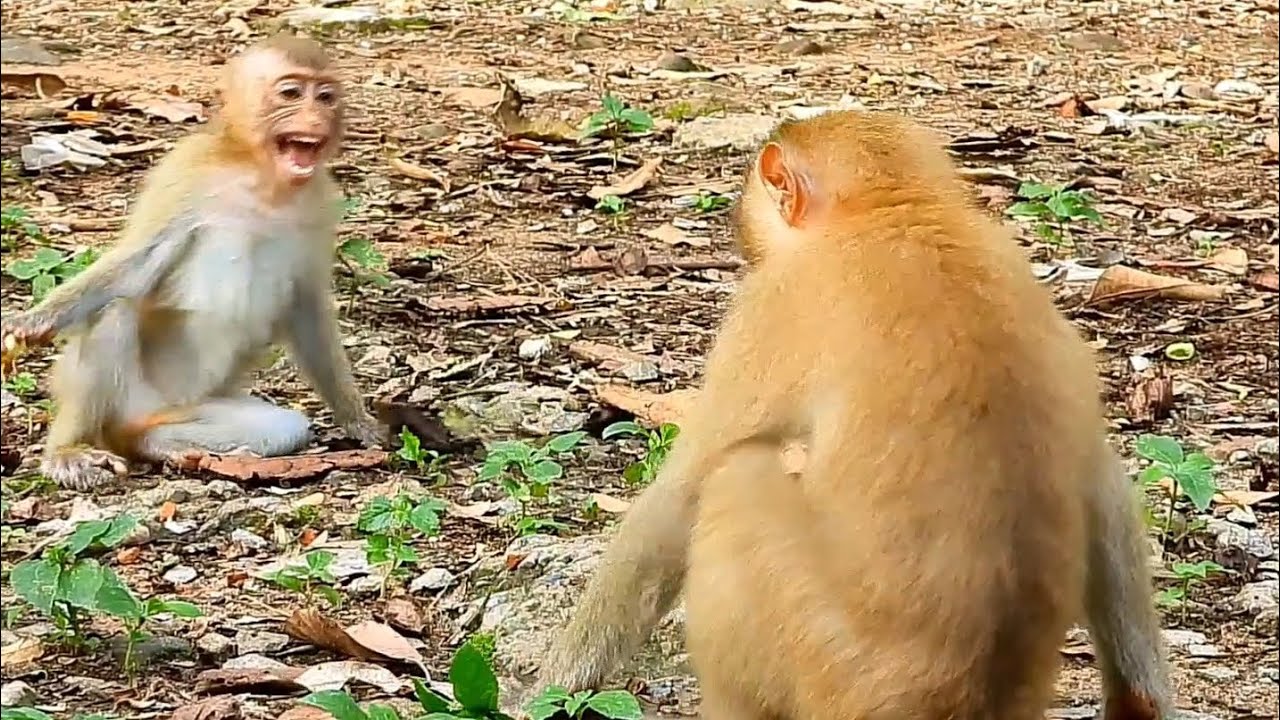 Baby monkey scared, why did Baby Monkey Rainbow open her big mouth to ...