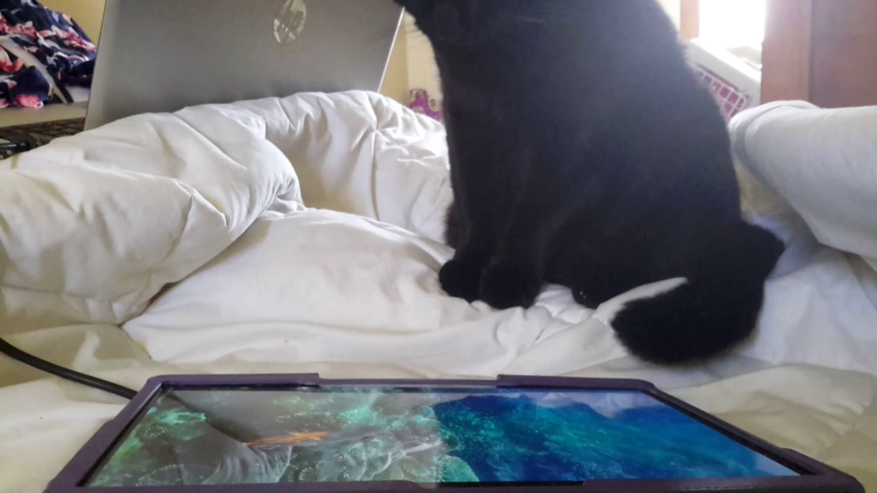 Dusty fish play - YouTube