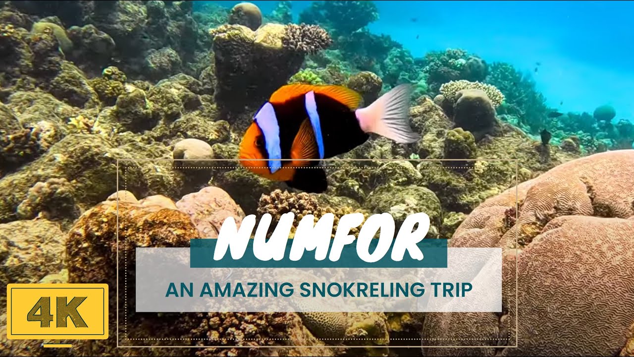 Snorkeling at Numfor Island - Papua Indonesia - near Raja Ampat - YouTube