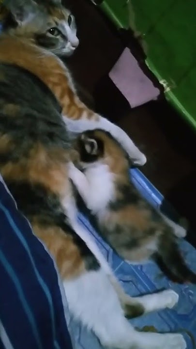 video kucing lucu #baby cat nyot nyoooot# - YouTube