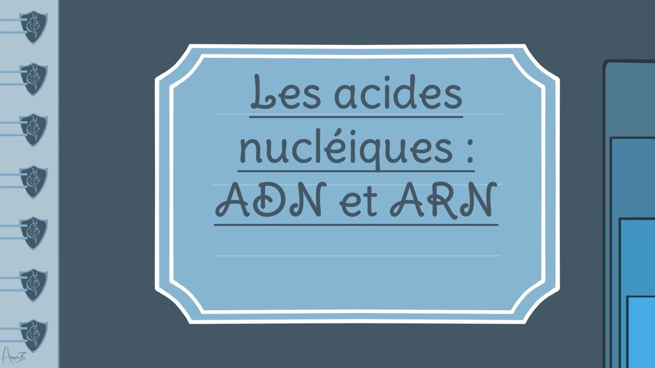 Les acides nucléiques : ADN et ARN - YouTube