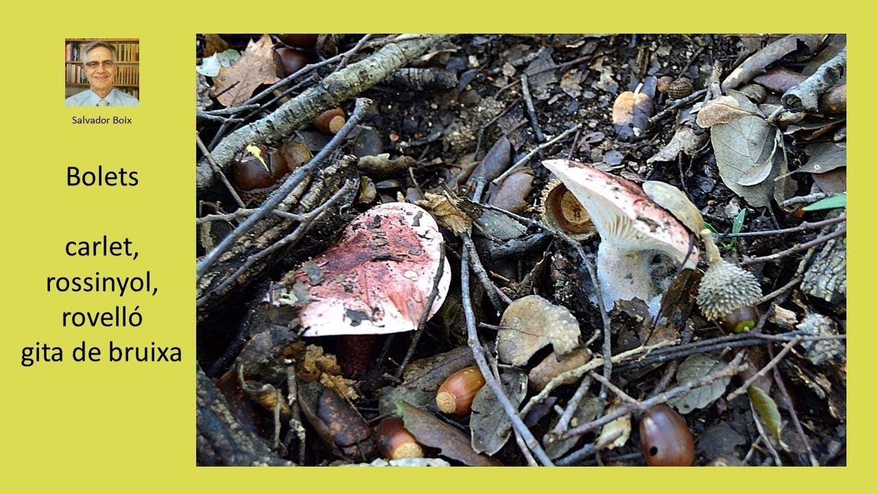 bolets, carlet, rossinyol, rovelló, gita de bruixa - YouTube