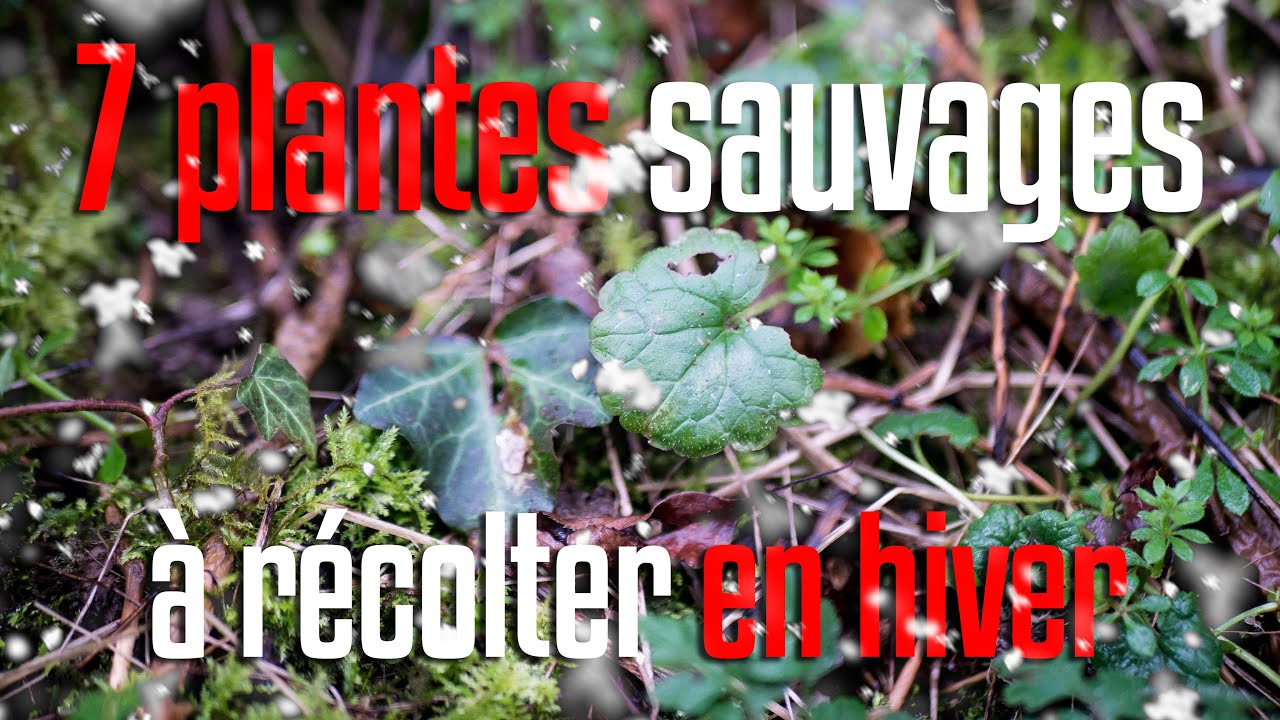 7 plantes sauvages comestibles à récolter en hiver - YouTube