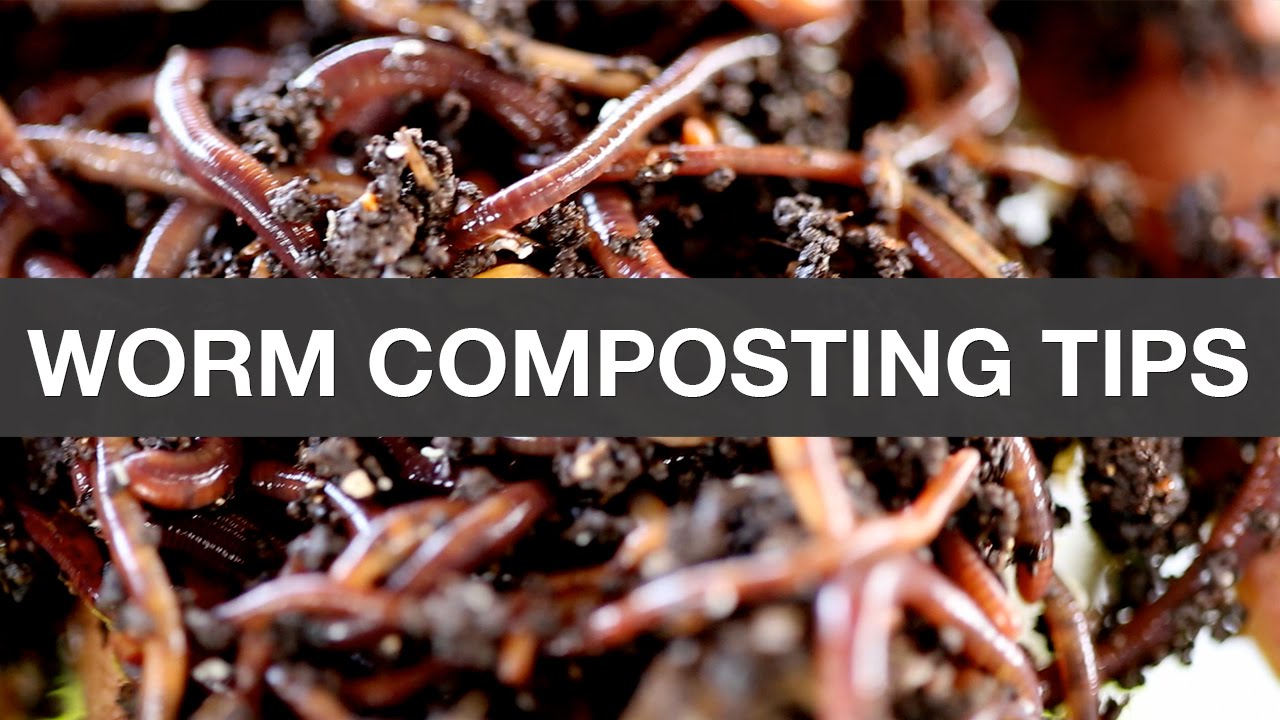 Worm Compost: A beginner's guide | Organic Terrace Garden - YouTube