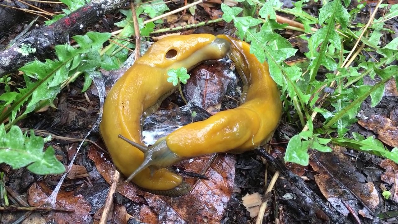 Banana Slugs in the Santa Cruz Mountains - YouTube