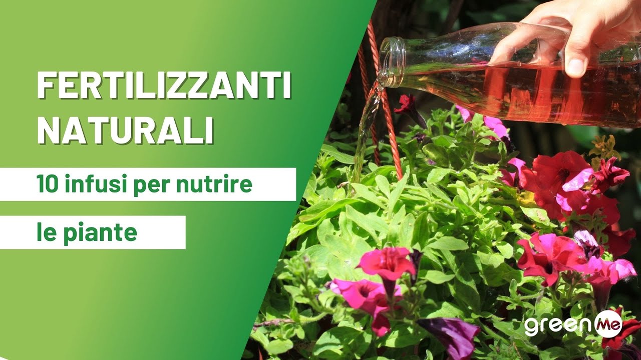 Fertilizzanti naturali: 10 infusi per nutrire le piante - YouTube