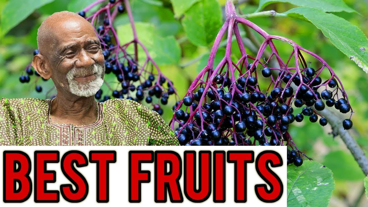 Dr Sebi Reveals The Best Fruits And Berries To Eat - YouTube