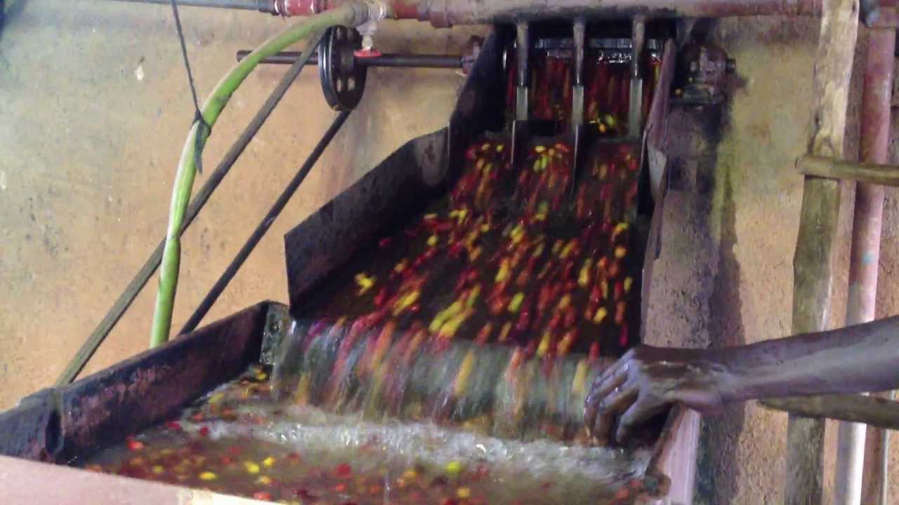 Despulpado de Café en Burundi - YouTube