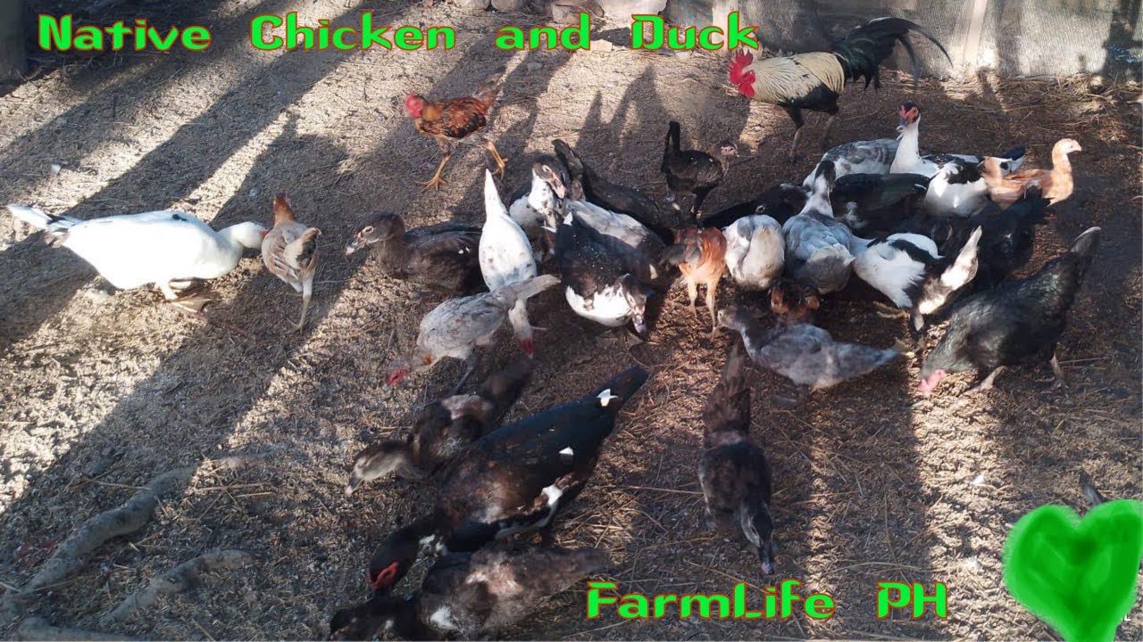 Farm Update | Feeding The Native Chicken and Ducks | FarmLife PH - YouTube