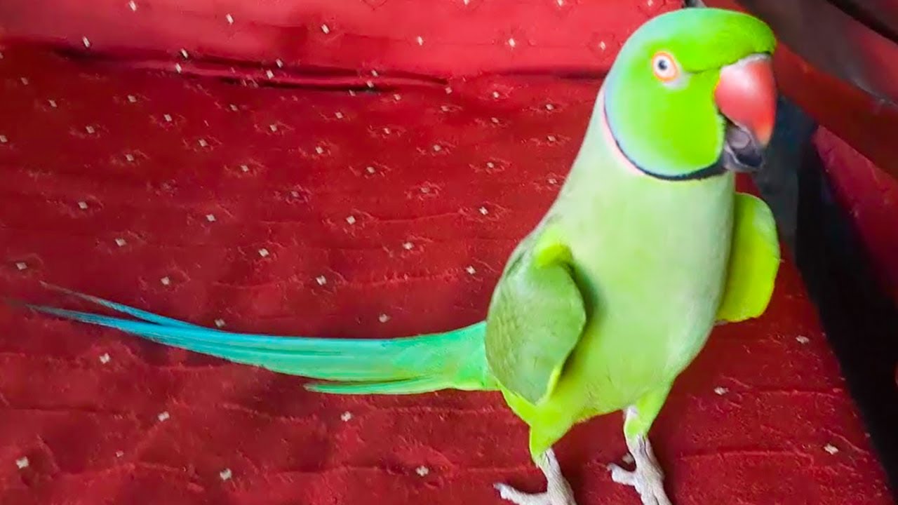 Max One Of My Best Talking Parrot - YouTube