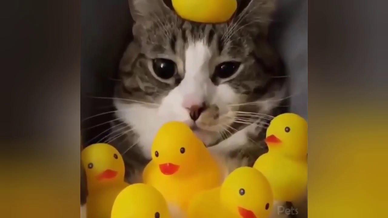 Best pet video compilation #22 - YouTube