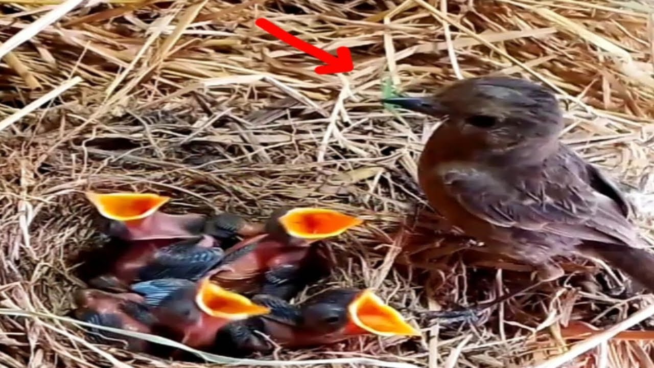 Sooty chat trying All birds bring locusts to feed babies#bird #baby ...
