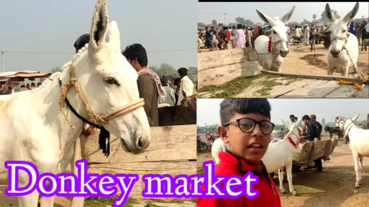 donkey show donkey price and donkey up date Animal PhotoGraphy - YouTube