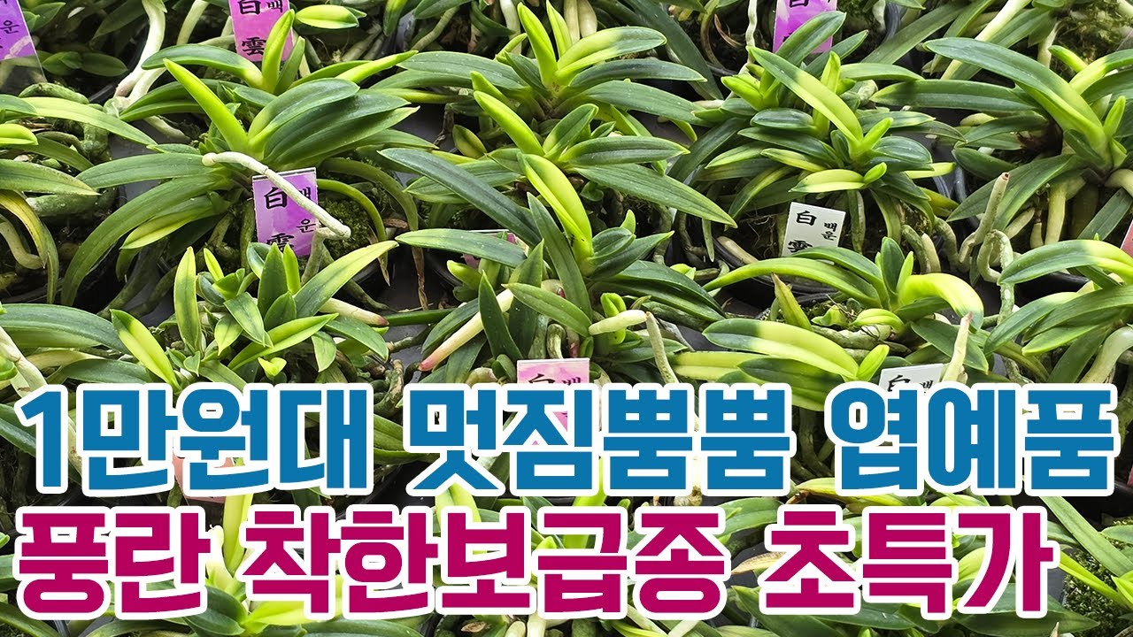 1만원대 멋짐뿜뿜 엽예품 풍란 착한보급종 초특가 풍란부귀란 꽃밭에서 난원 난초 난테크 희귀변이종 특가세일 입문자 착한가격 목석부작 분경 도시농부 반려식물 얼릉 업아가요