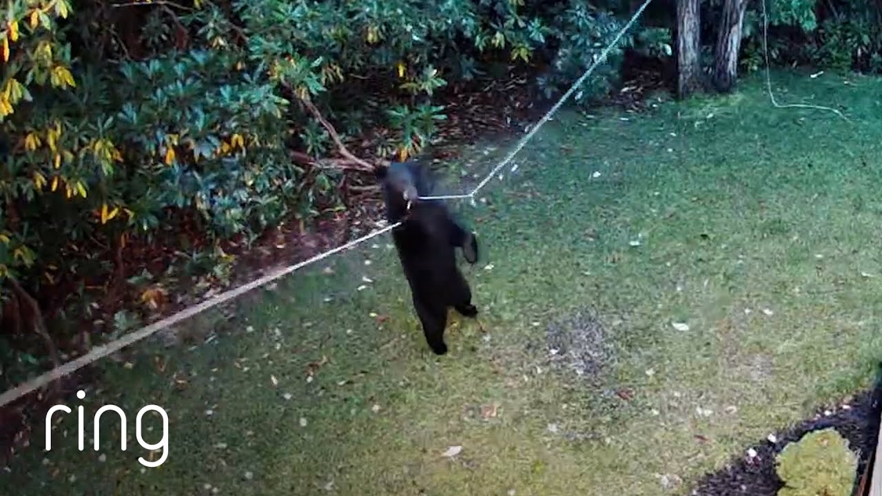 Smart Bear Checks for Bird Feed in a Peculiar Spot | RingTV - YouTube