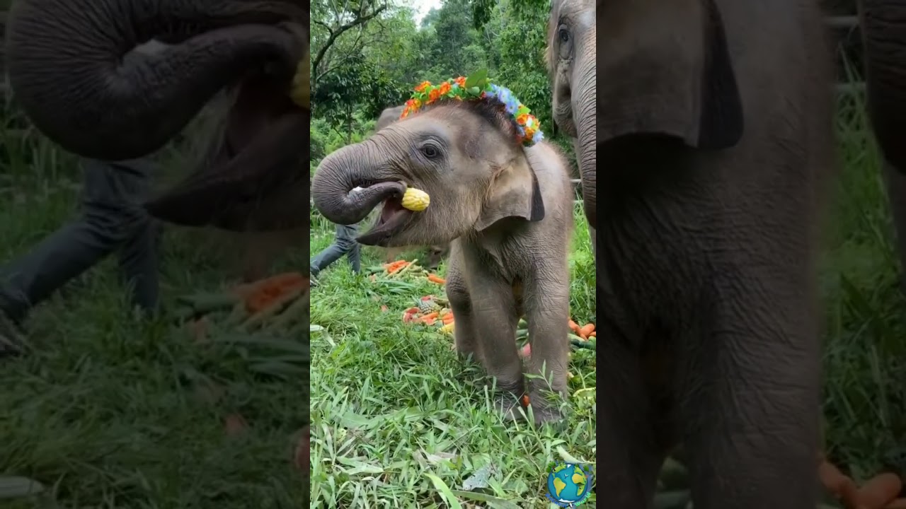 So funny elephant 😂 - YouTube