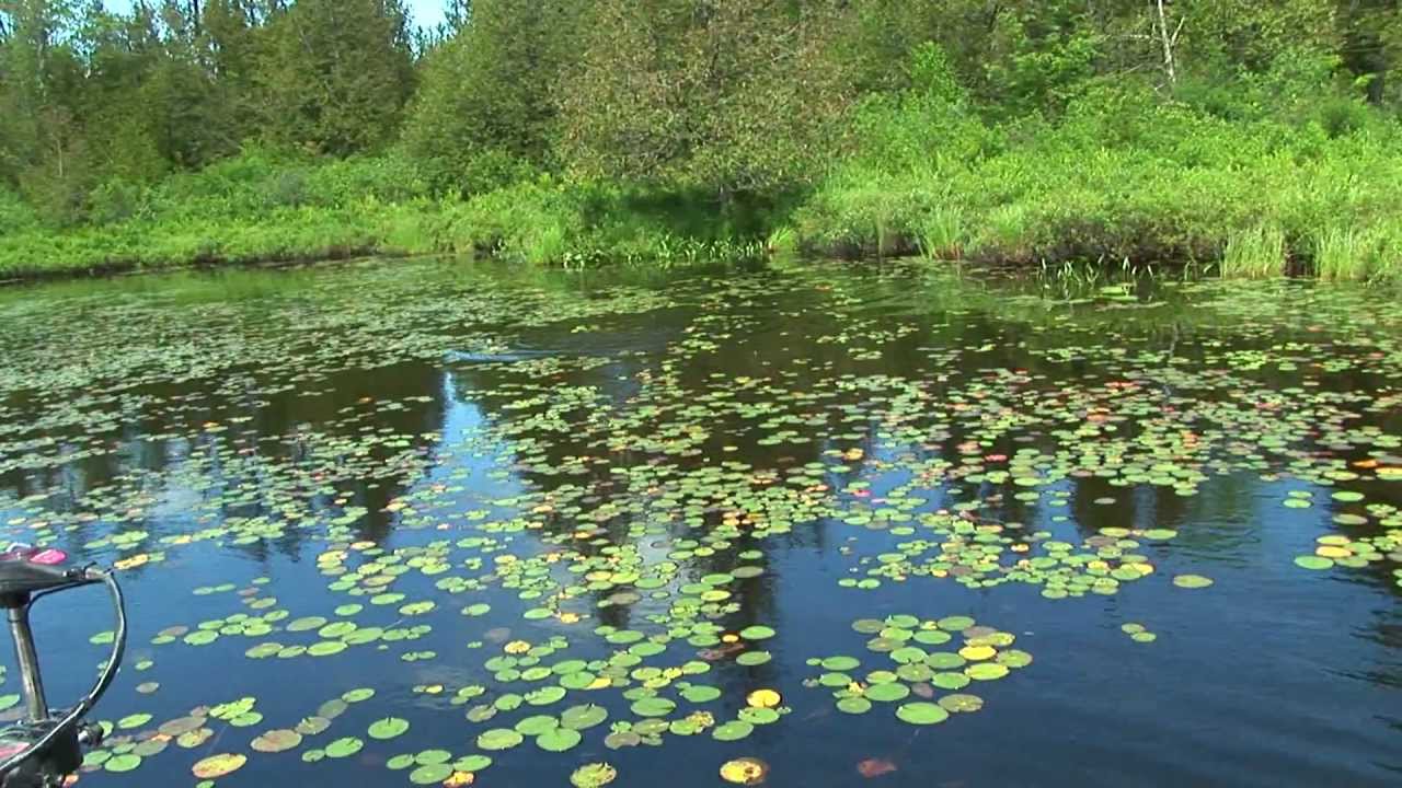 Bass eats frog on impact - YouTube