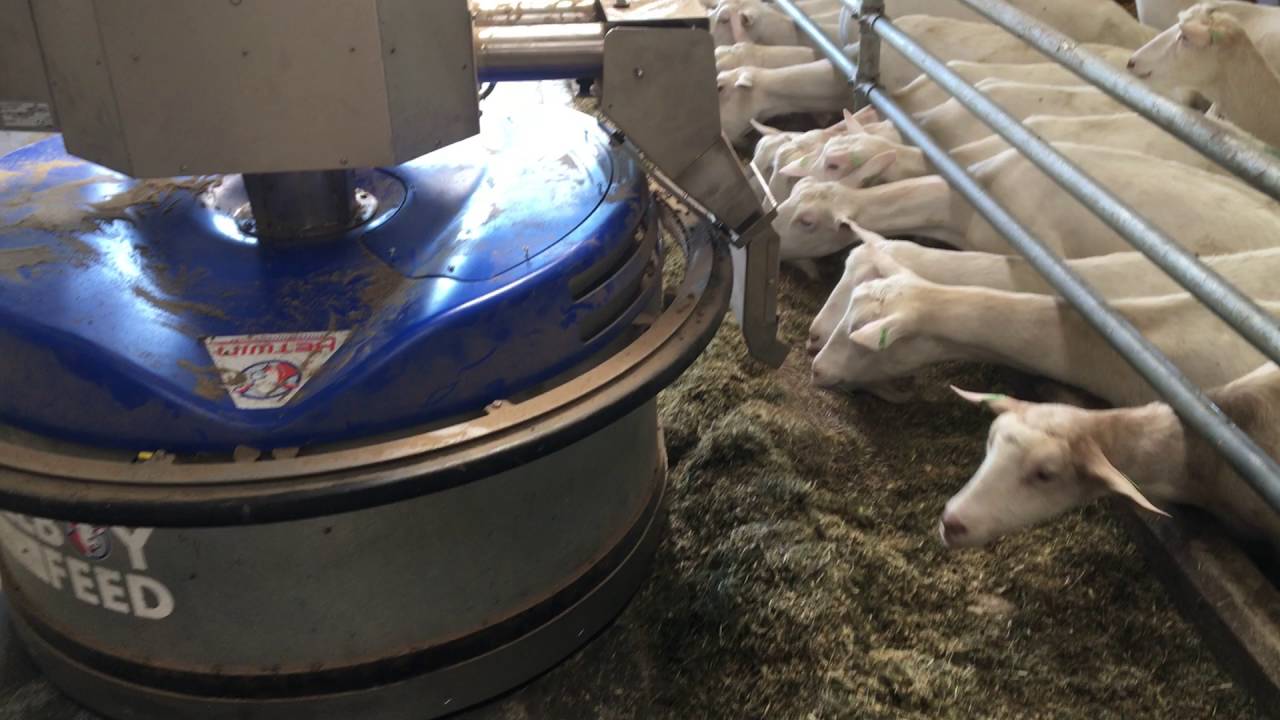 HETWIN Ziegenfütterung, HETWIN Goatfeeding - YouTube