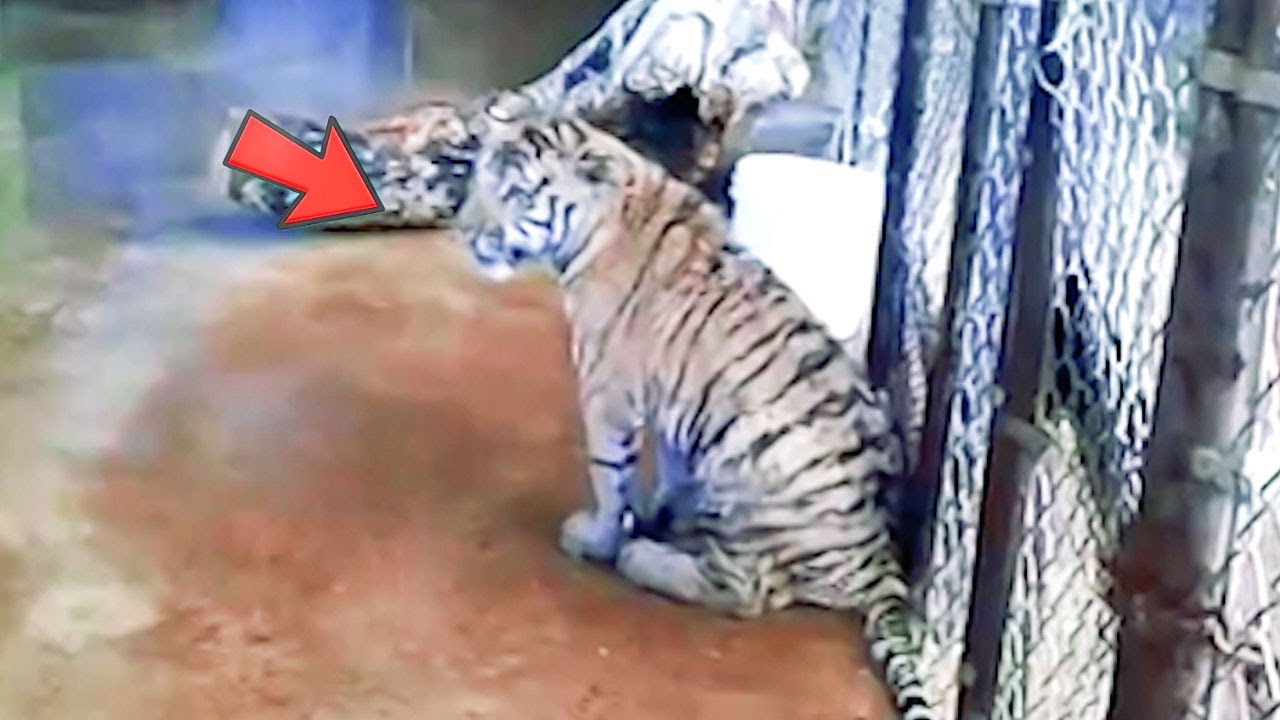 This Circus Tiger That Was Abandoned in a Cage, Her Transformation Was ...