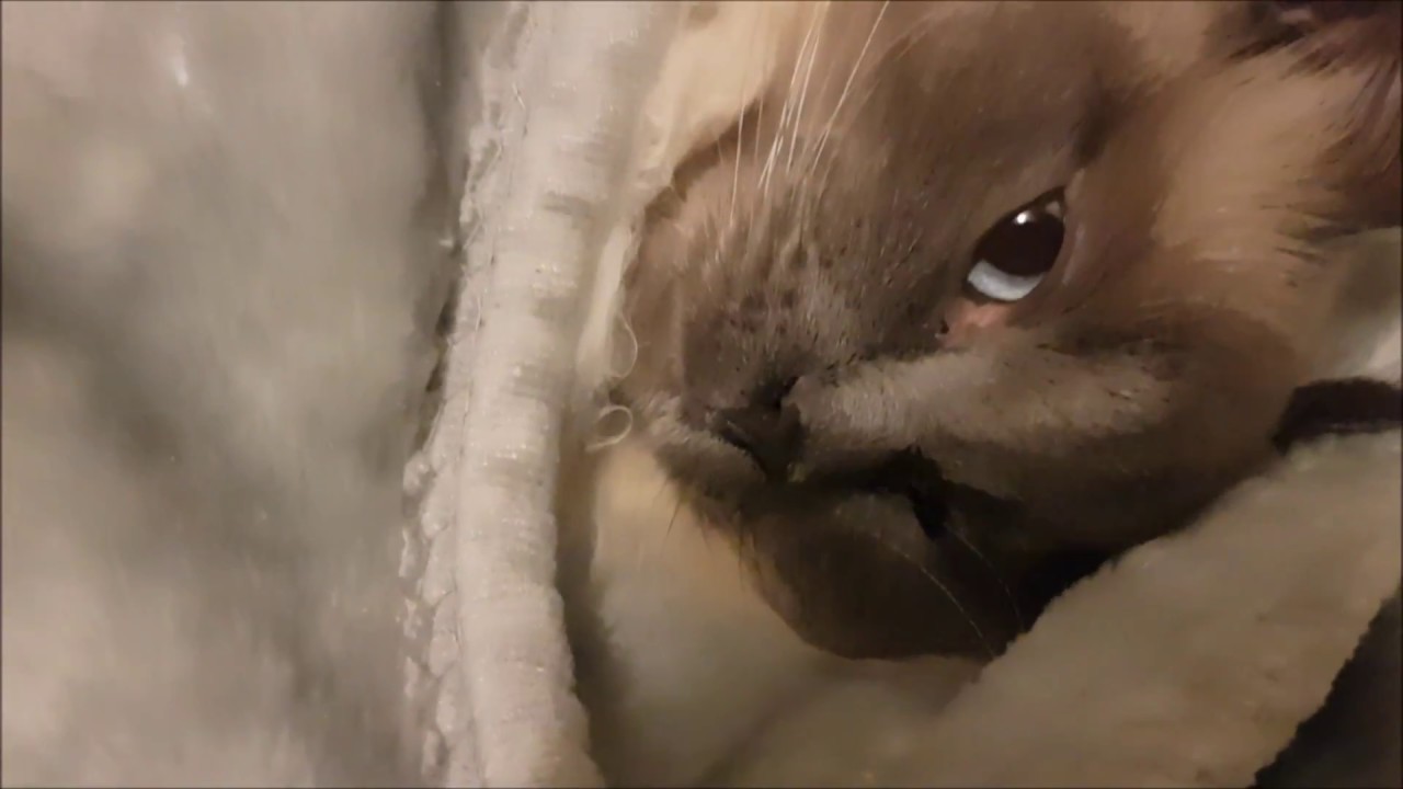 Cute Cat: Wrapped up Warm & Cozy - YouTube