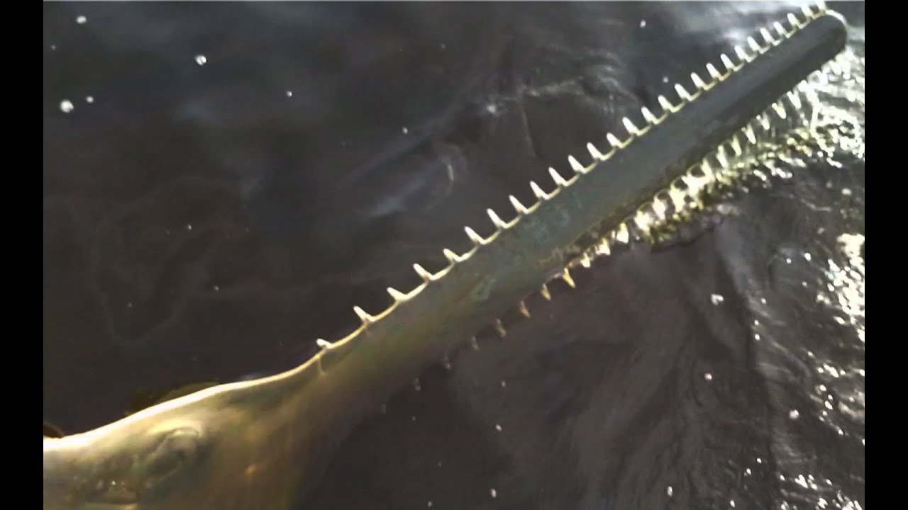 Mysterious Prehistoric Sea Creature - Giant Rare Fish - Florida ...