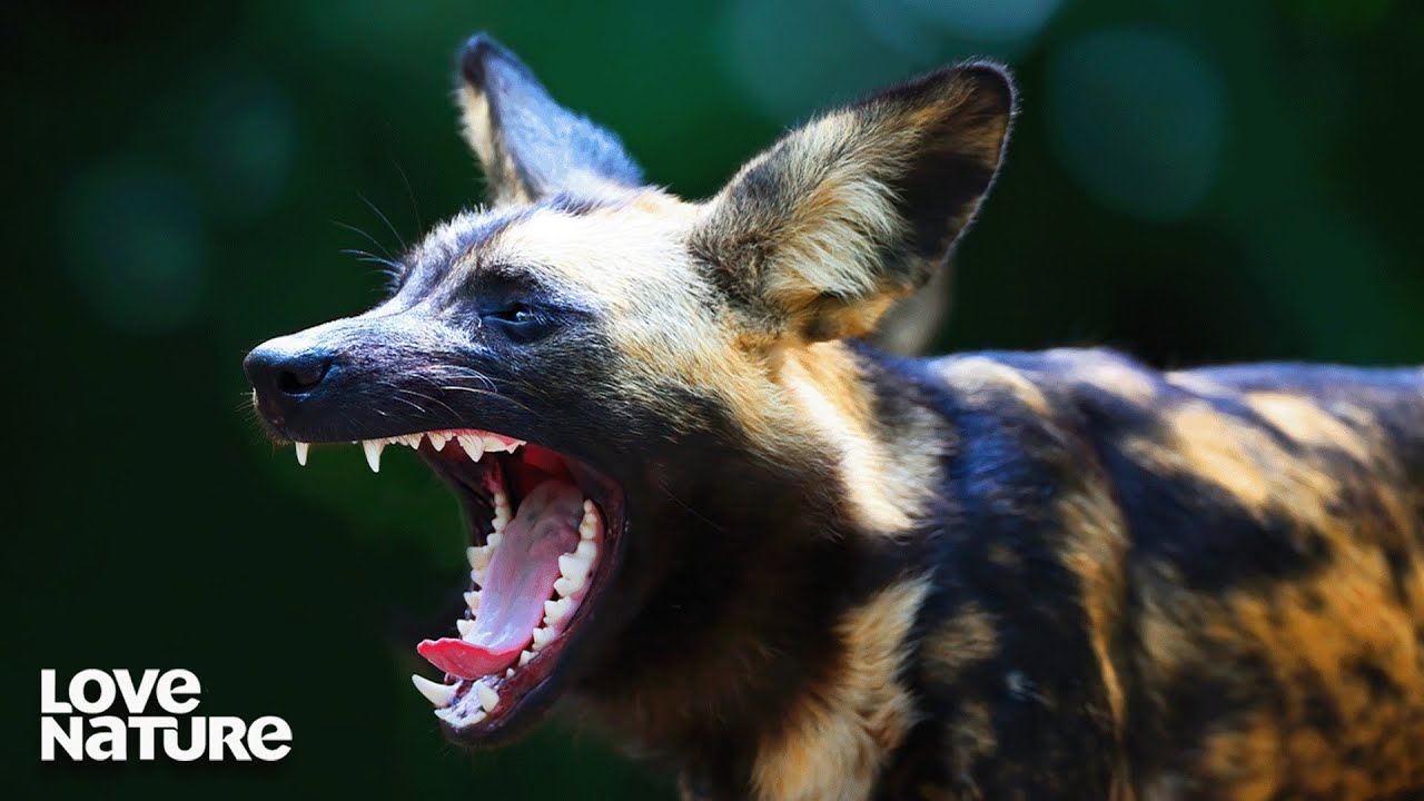 Wild Dogs: Pack vs Pride | FULL SEASON MARATHON - YouTube