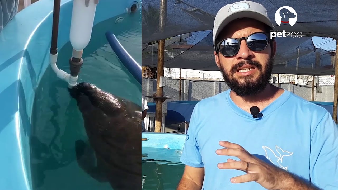 Programa Petzoo 18 de julho de 2020 - YouTube