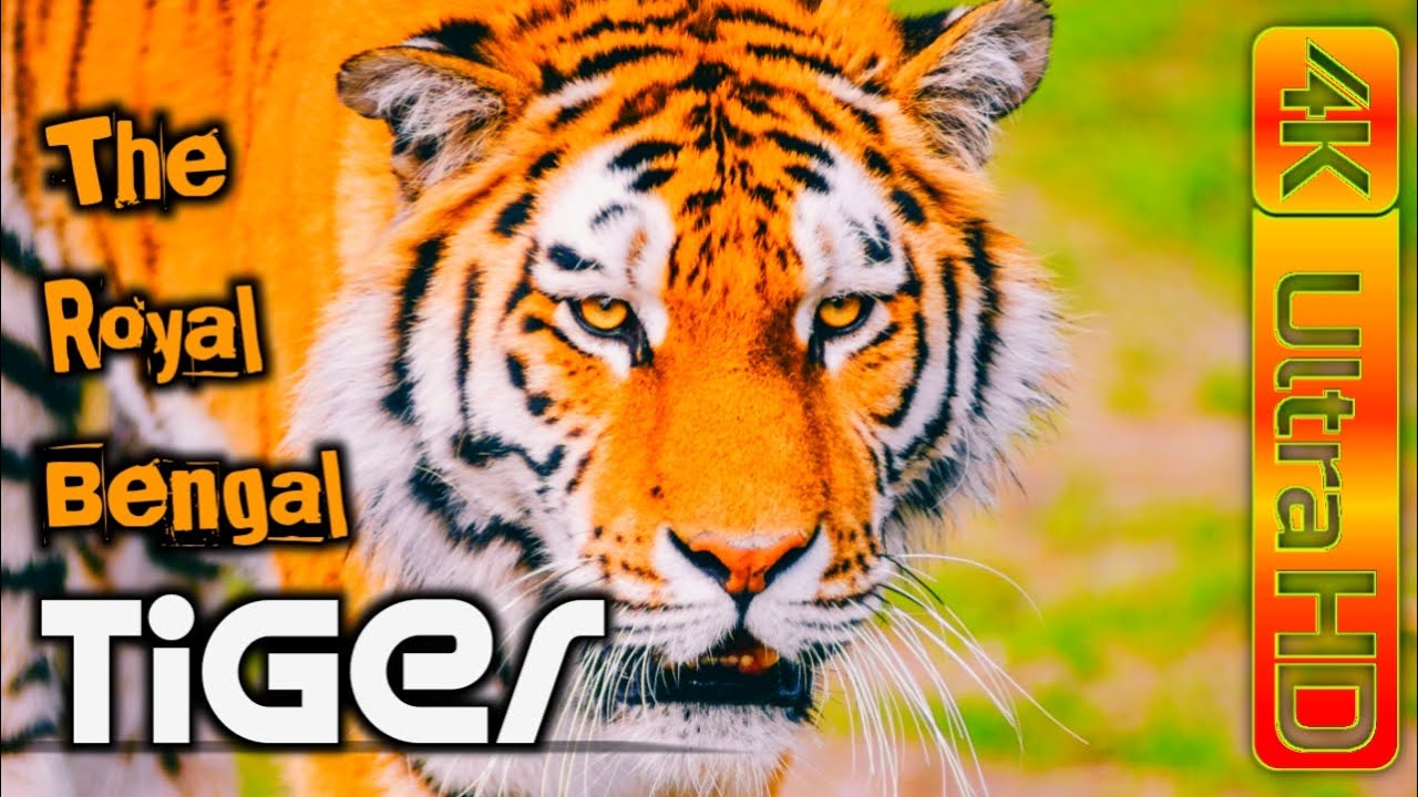 The Royal Bengal Tiger 4k Ultra HD Video | Tiger Close-up Shoot Video ...