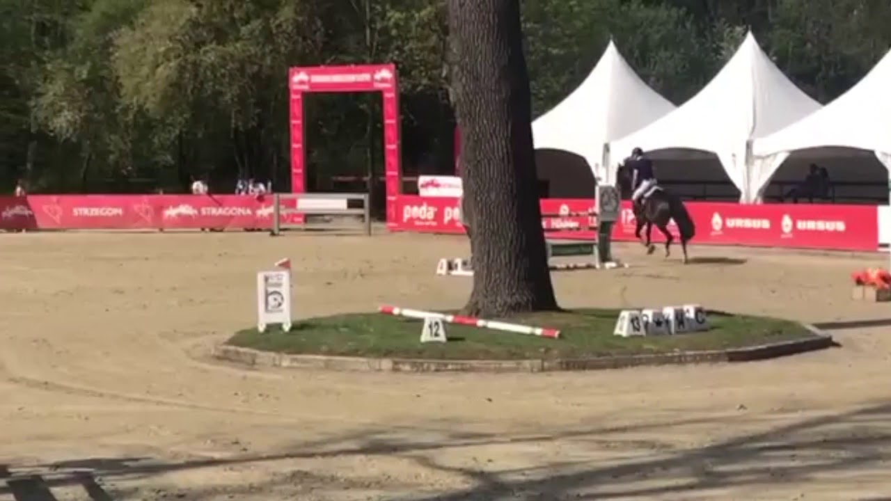 FOR SALE 2012 gelding by Breitling - Centaur Z AMATEUR JUMPER 130 - YouTube