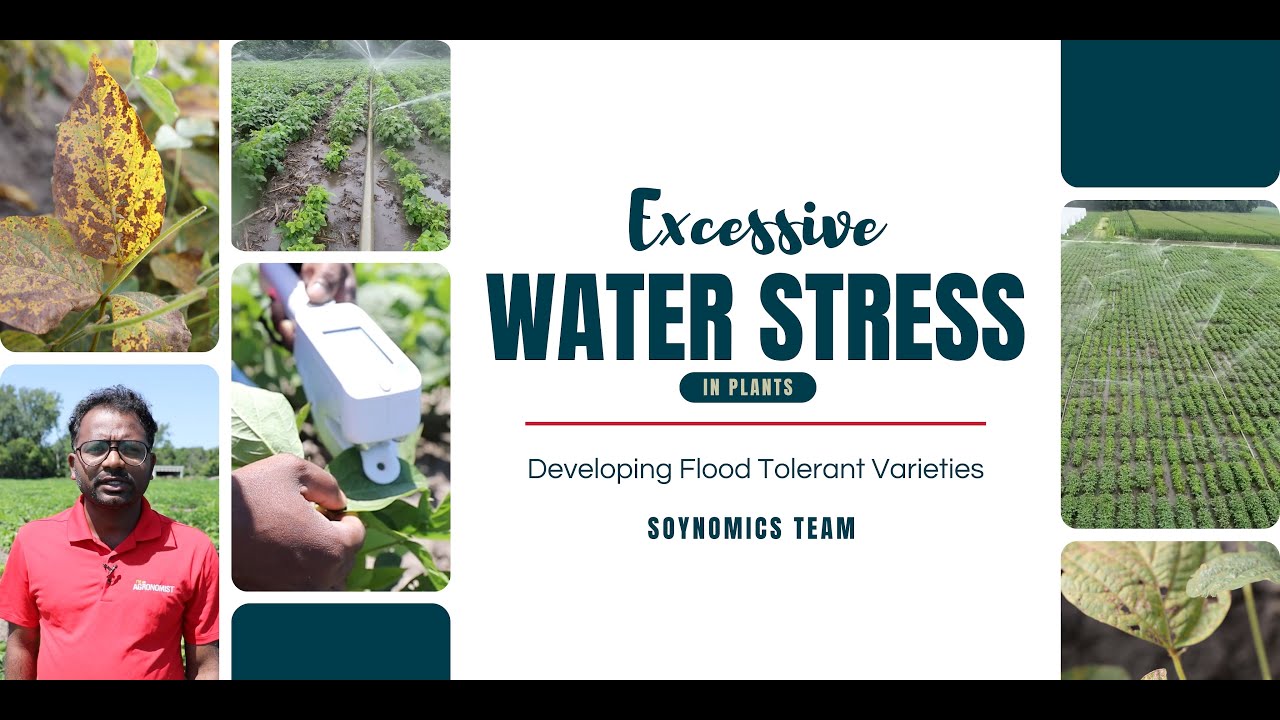 Excessive Water Stress in Plants - Developing Flood Tolerant Varieties ...