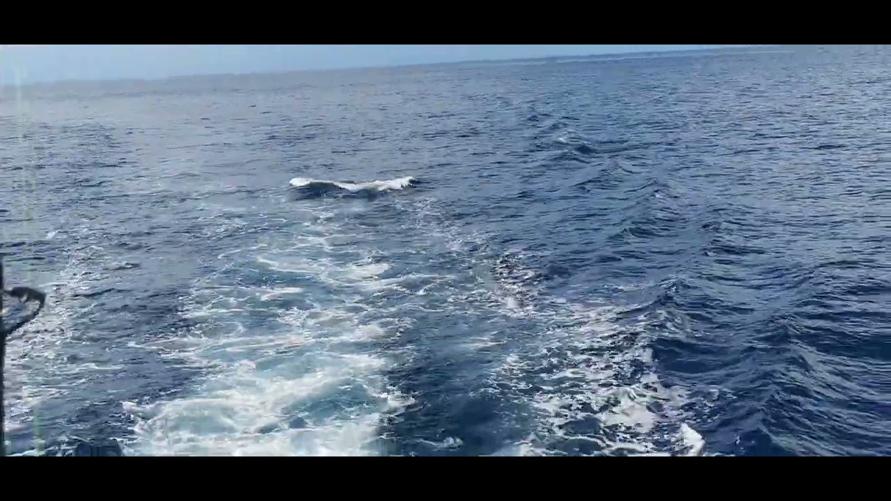 Four Day Fishing Adventure in Drake Catching Roosterfish Tuna Jacks ...