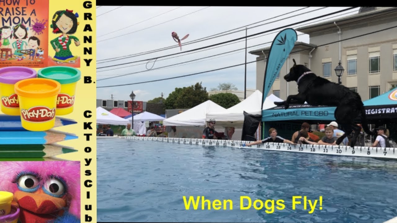 When dogs fly! The Ultimate Air Dogs in action! Dogs are breaking ...
