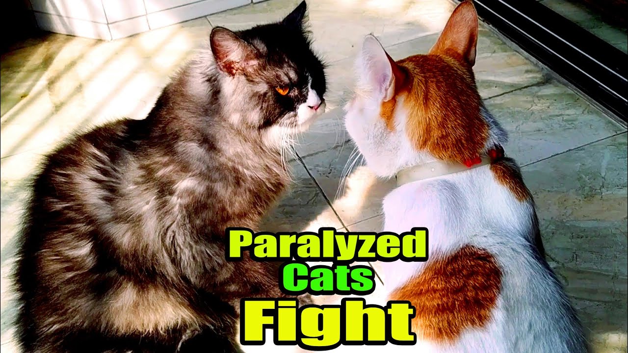 How Struggle a Paralyzed Cat from a Healthy Cat | Continuous Cats ...