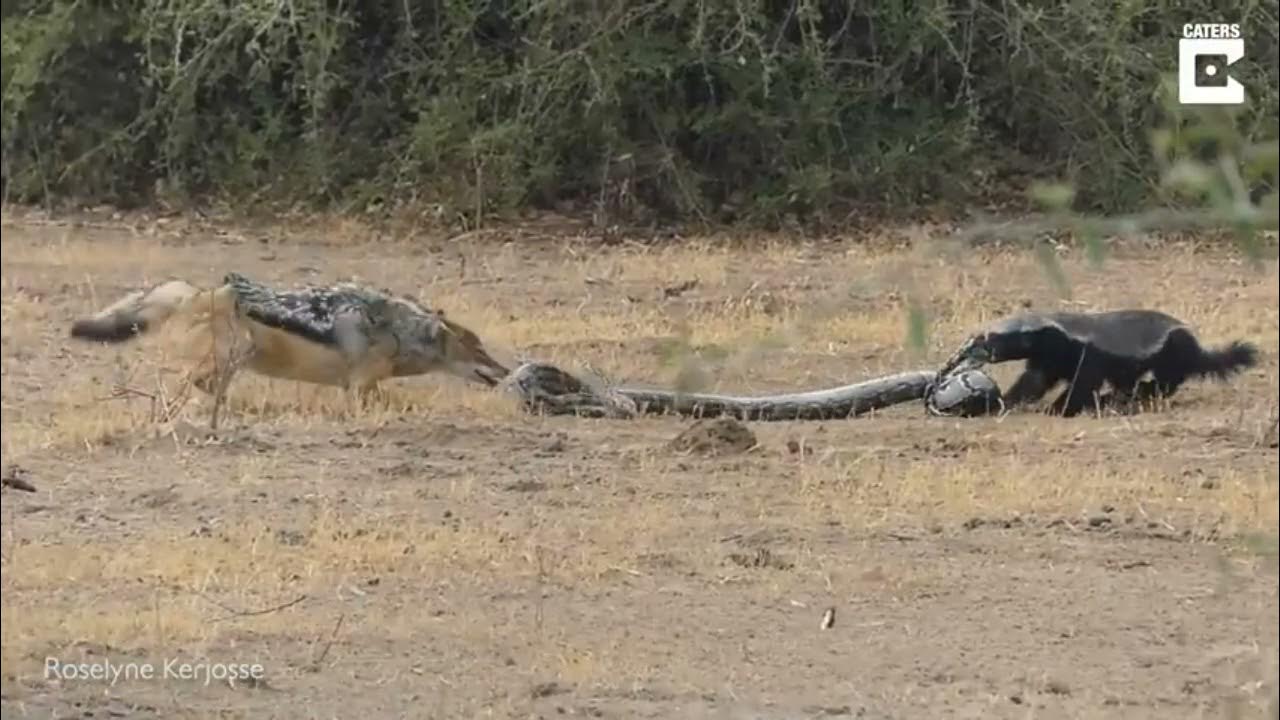 Python Honey Badger Jackal Fight Each Other - YouTube