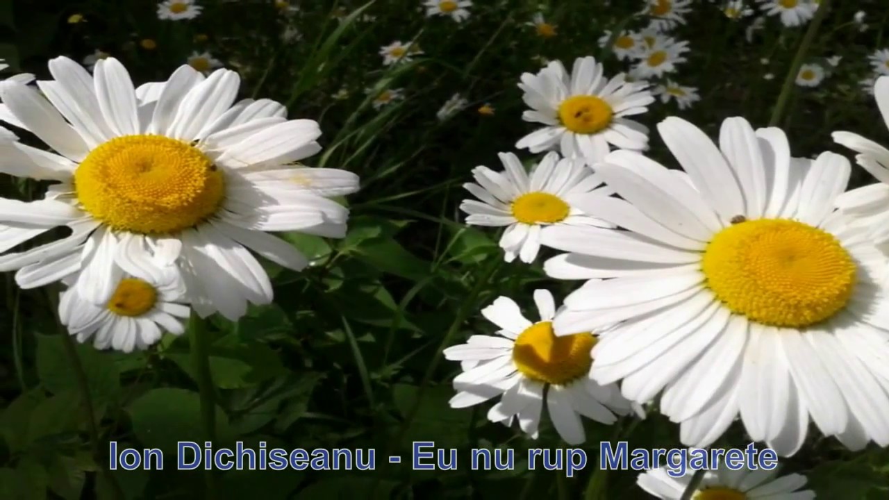 Margarete pentru fete - YouTube