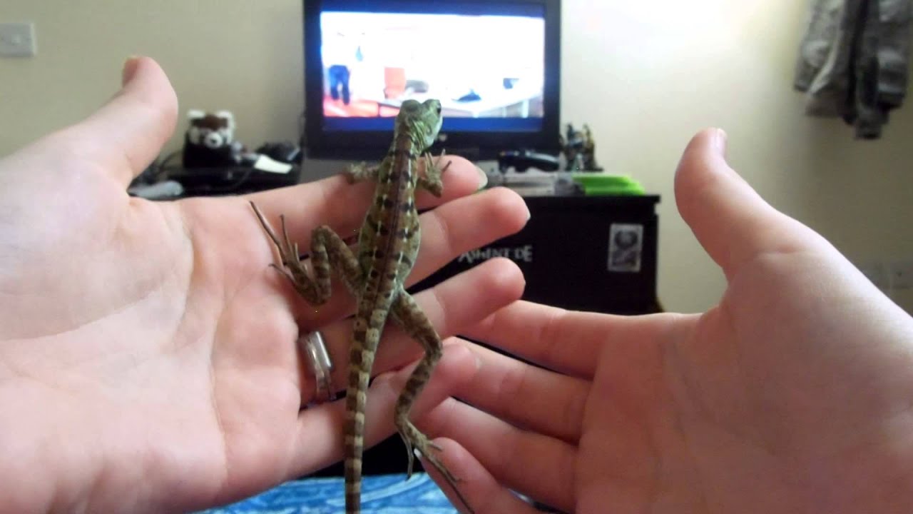 Green Basilisk - Jade - YouTube