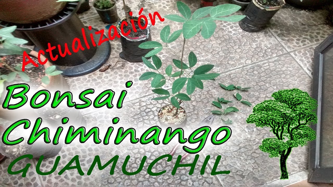 Bonsai de Chiminango, Guamuchil, Payande. ACTUALIZACION || Escuela de ...