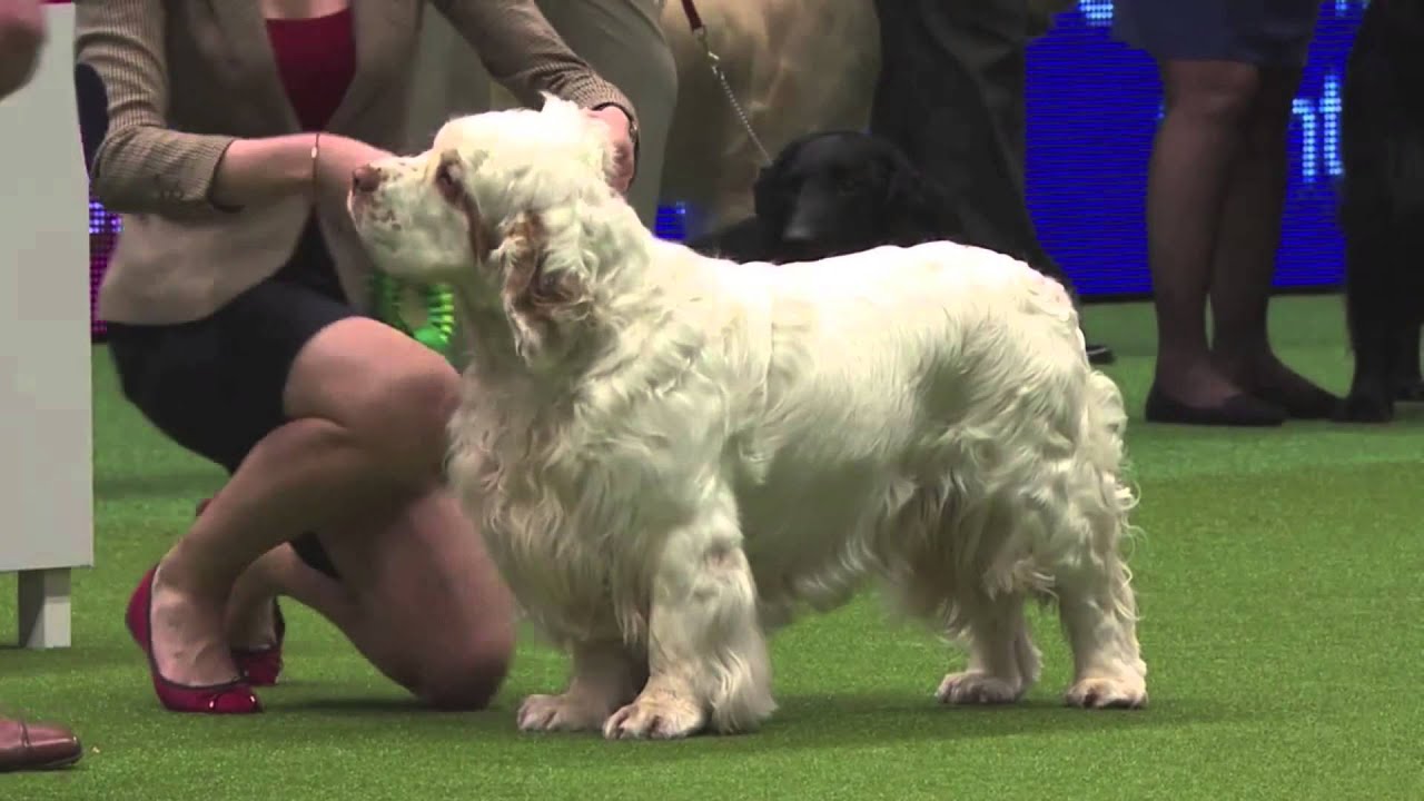 Crufts 2015 Clumber Spaniel - YouTube
