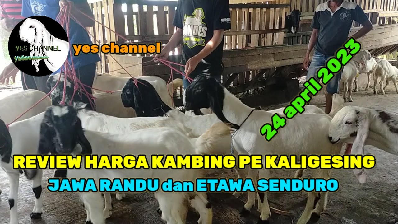 REVIEW HARGA KAMBING SENDURO DAN PE KALIGESING 24 april 2024 - YouTube