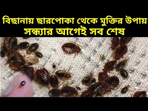 ছারপোকা তাড়ানোর উপায়,charpoka marar upay,Ways to get rid of bed bugs ...