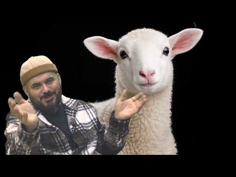 RÜYADA KOYUN GÖRMEK (Rüyada Koyun Beslemek, Rüyada Koyun Yünü Görmek )