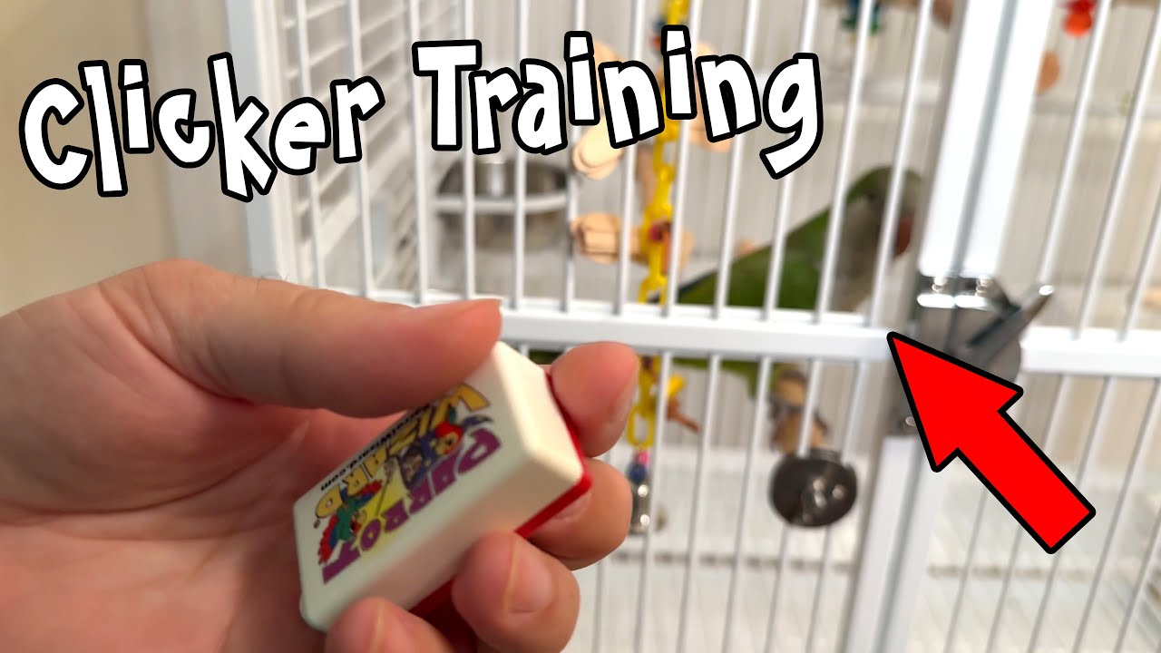 Quaker Parrot Clicker Training Introduction - YouTube
